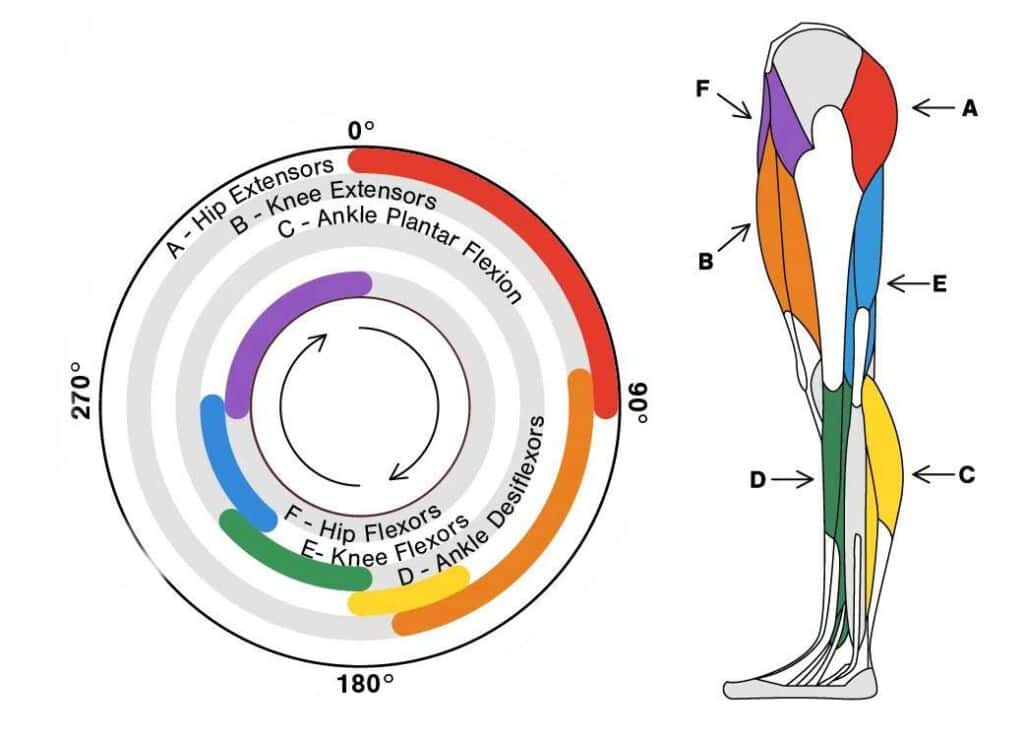 Unlock Your Cycling Potential: The Secrets Behind the Perfect Pedal ...